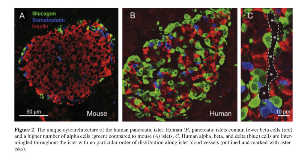 A Natural Body Window to Study Human Pancreatic Islet Cell Function and ...